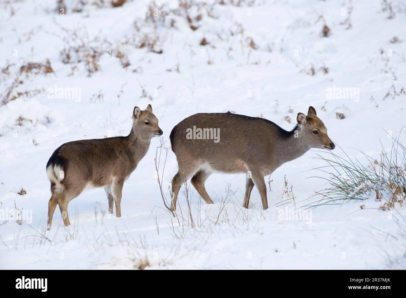 Sika deer, sika deers (Cervus nippon), deer, ungulates, mammals ...