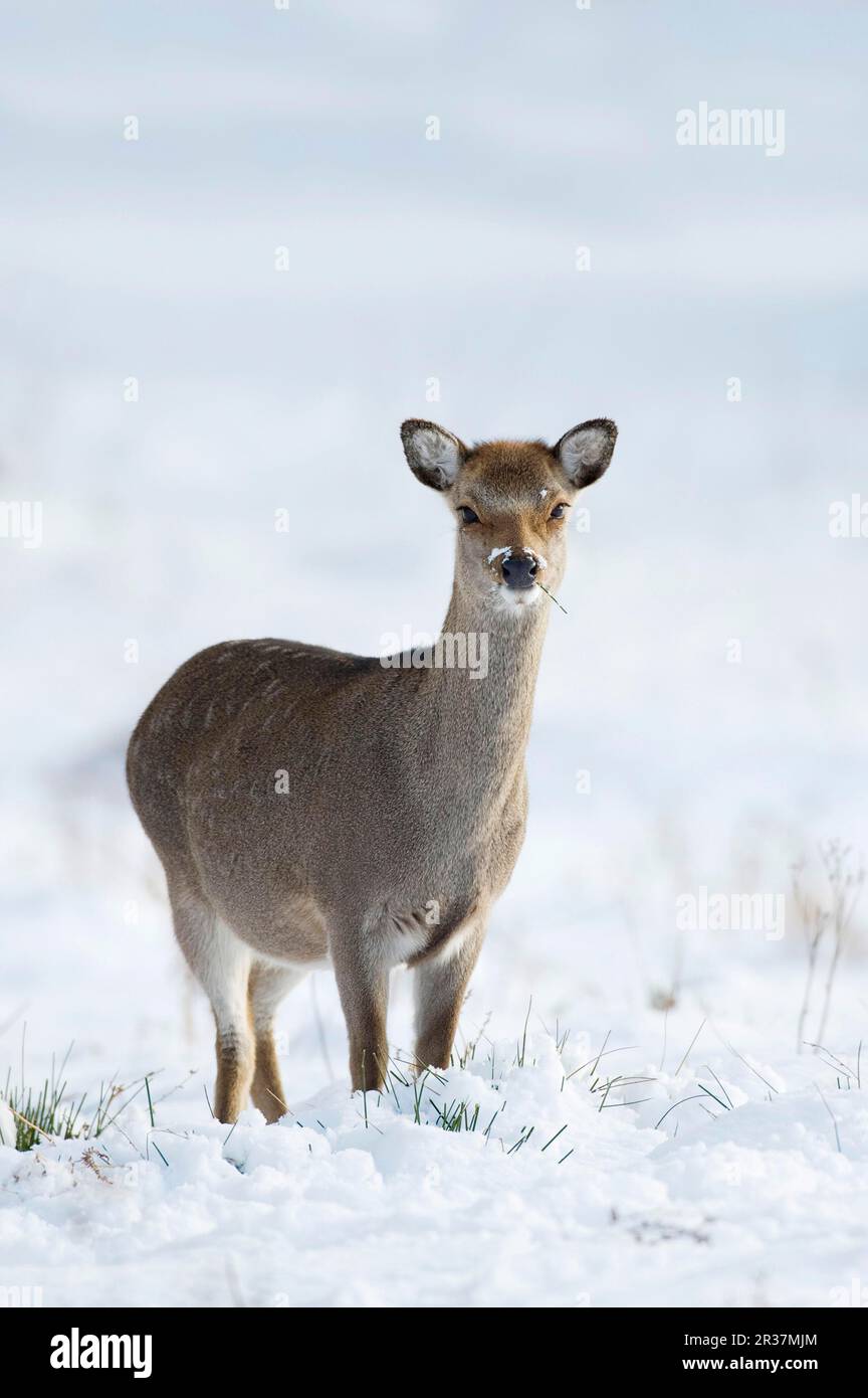 Sika deer (Cervus nippon) hind, grazing, standing in snow, Knole Park ...
