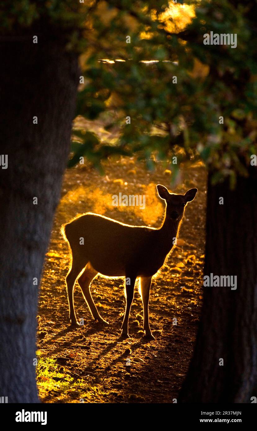 Sika deer (Cervus nippon) introduced species, hind deer, backlit at ...