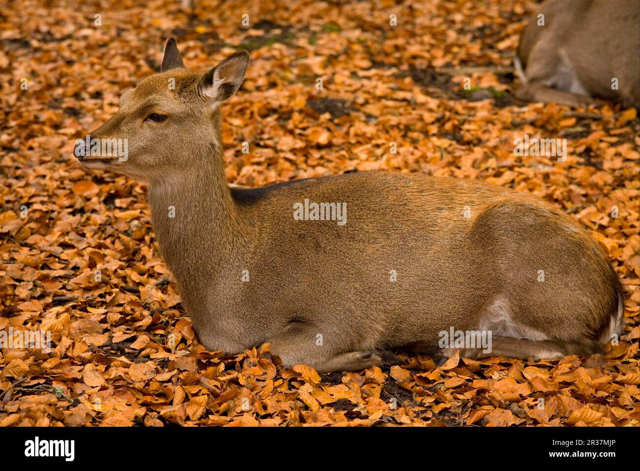 Sika Deer (Cervus nippon) immature female, laying on leaf litter, in ...