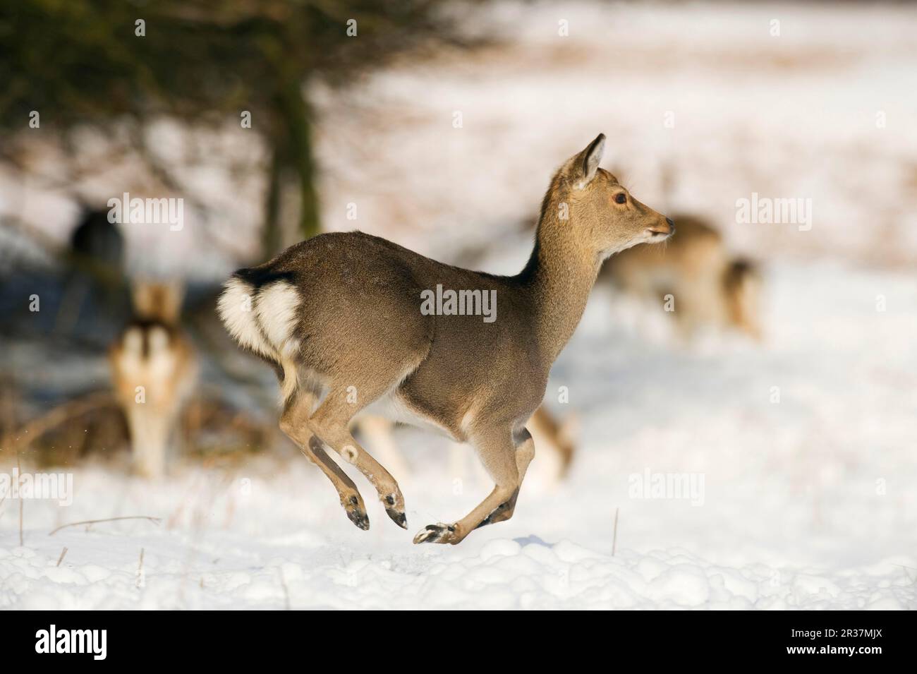 Sika deer, sika deers (Cervus nippon), deer, ungulates, even-toed ...