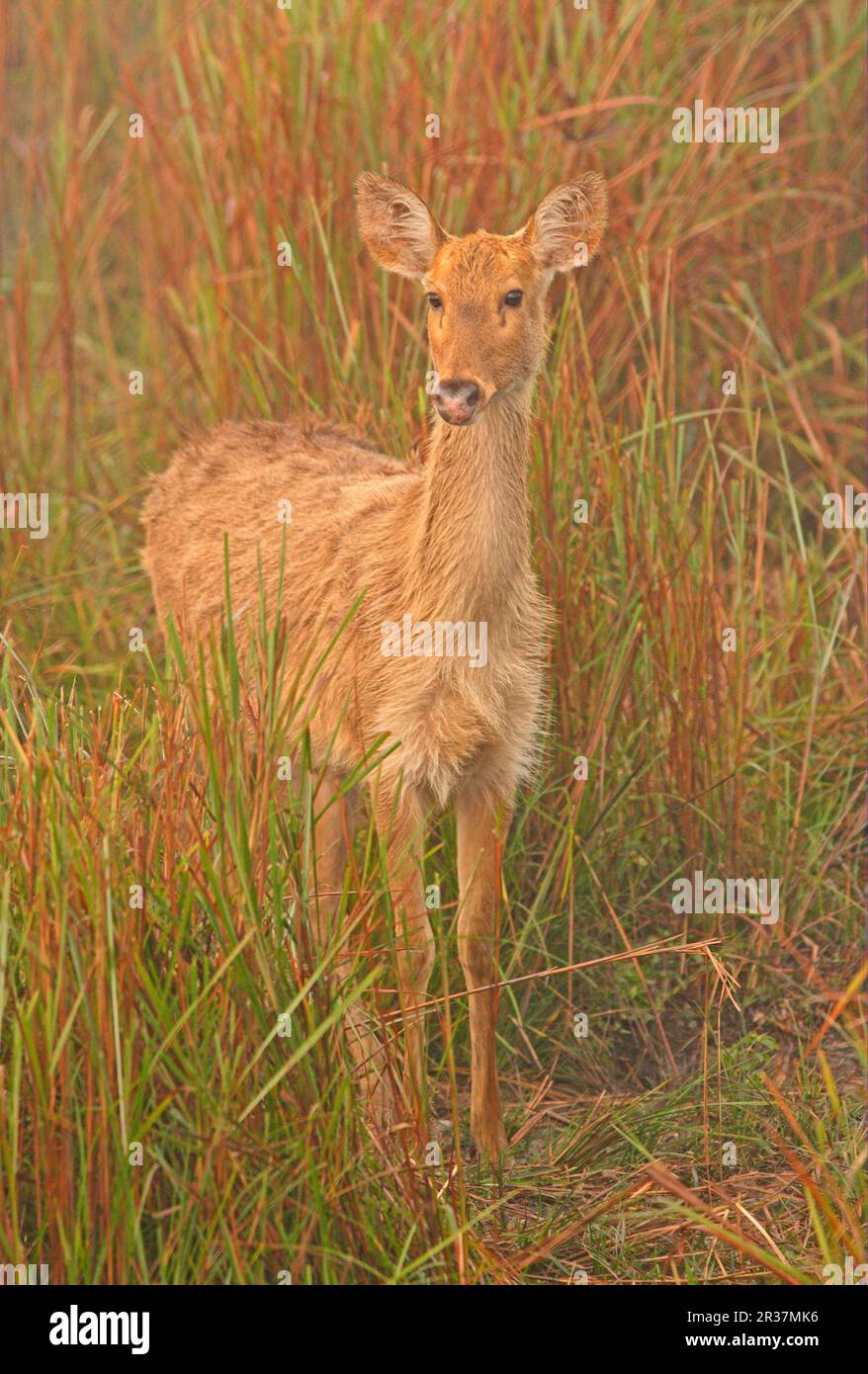 Soft ground swamp deer hi-res stock photography and images - Alamy