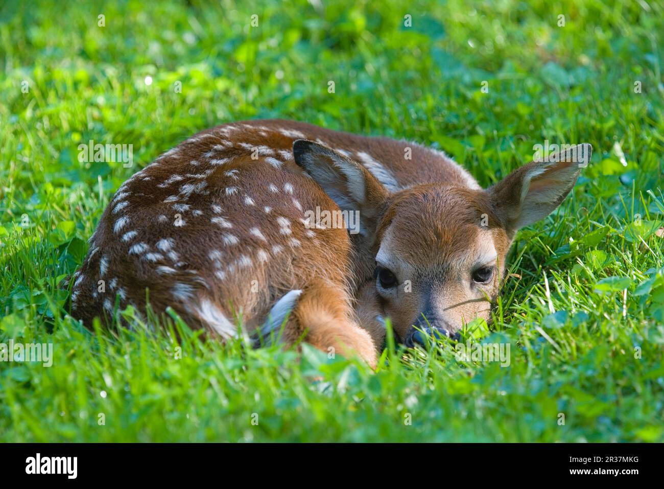 White-tailed Deer (Odocoileus virginianus) three-day old fawn, resting ...