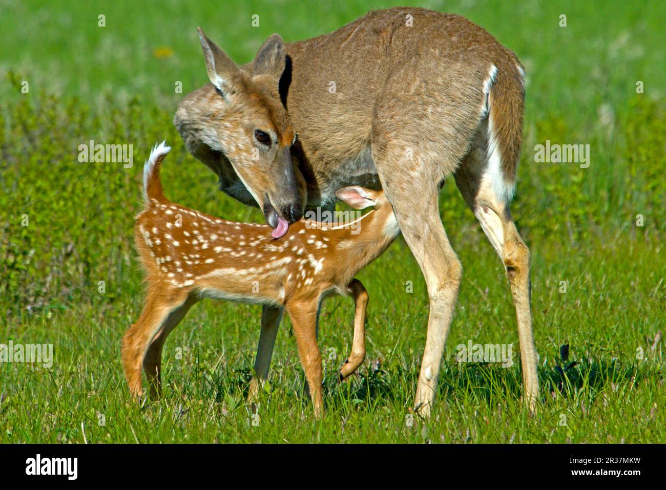 White-tailed Deer (Odocoileus virginianus) adult female, with fawn ...