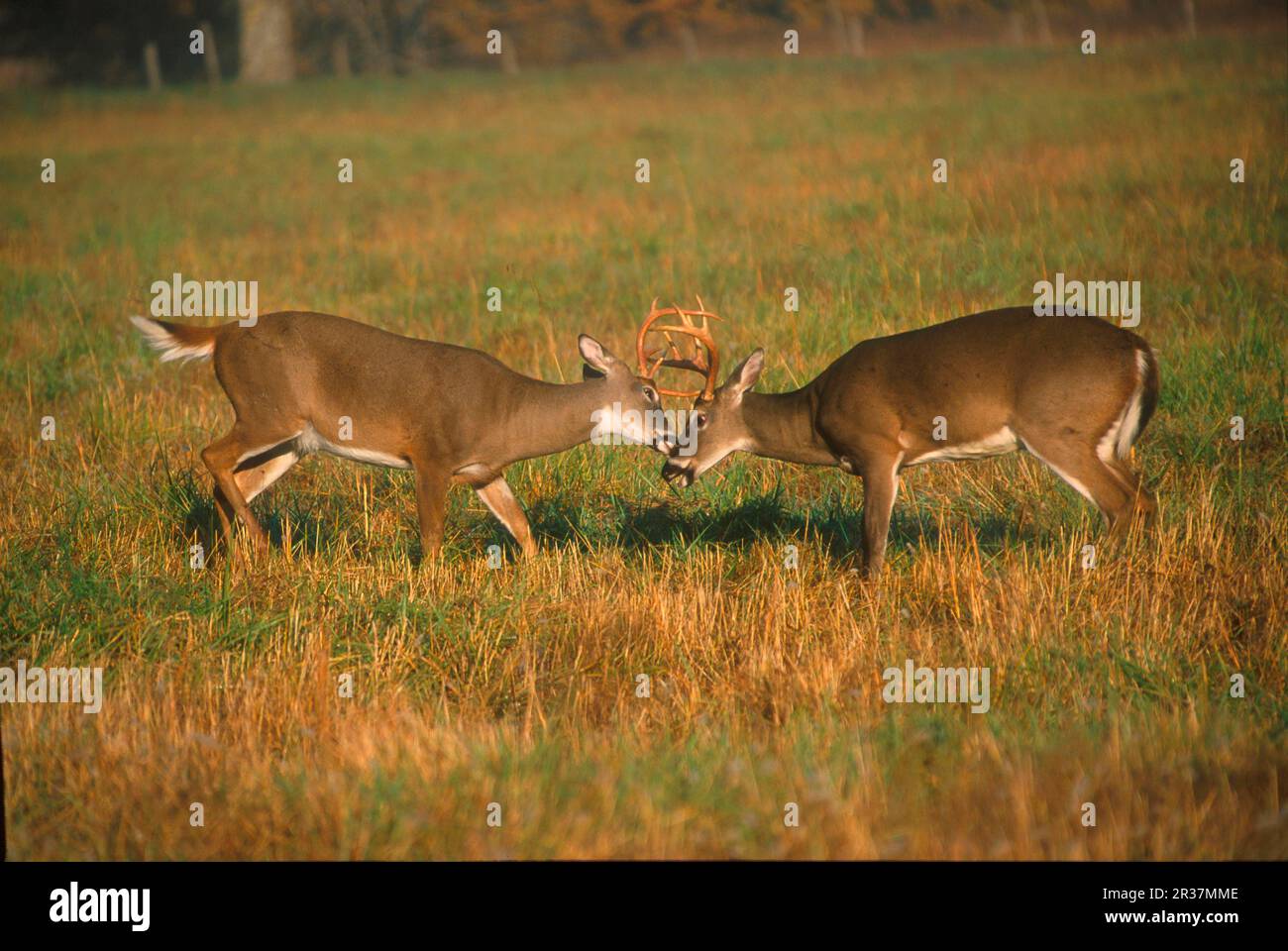 White-tailed deer (Odocoileus virginianus), white-tailed deer, Deer ...