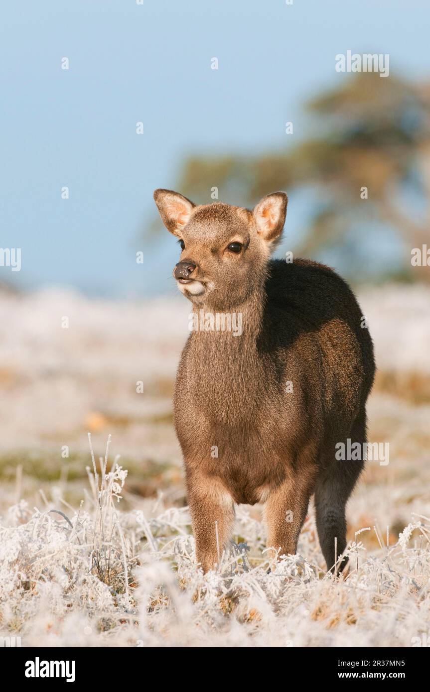 Sika deer (Cervus nippon) introduced species, hind, winter coat ...
