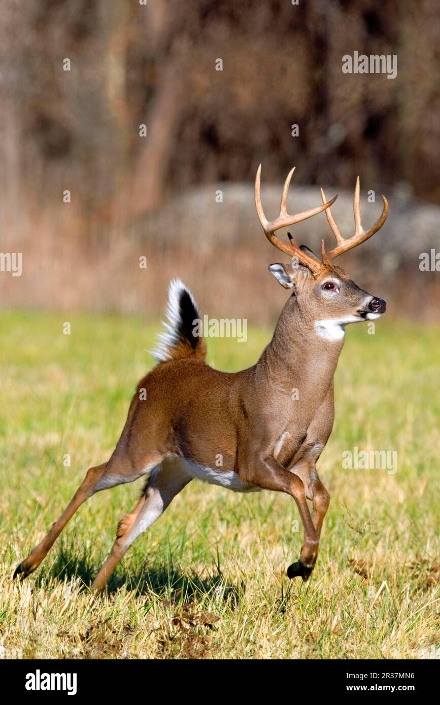 White-tailed Deer (Odocoileus virginianus) buck, running (U.) S. A Stock Photo - Alamy