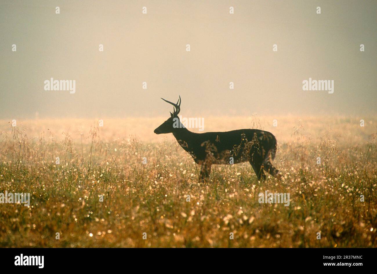 White-tailed deer (Odocoileus virginianus), white-tailed deer, Deer ...