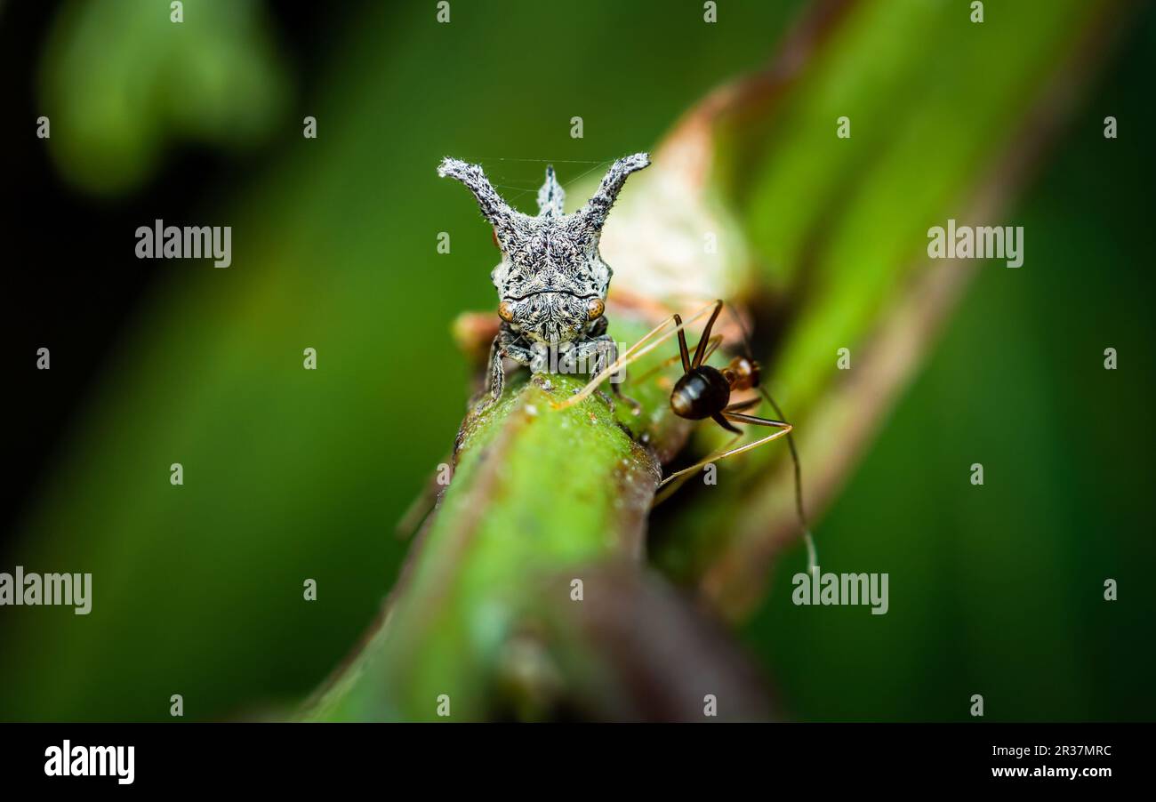 Close up a strange treehopper (horned tree hopper) on tree branch with ...