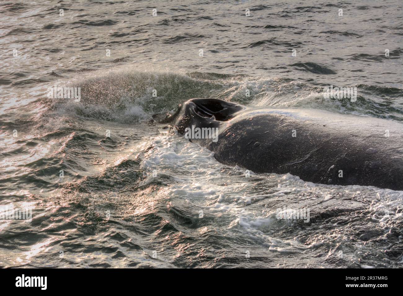 Humpback whales in their natural habitat in Antarctica Stock Photo - Alamy
