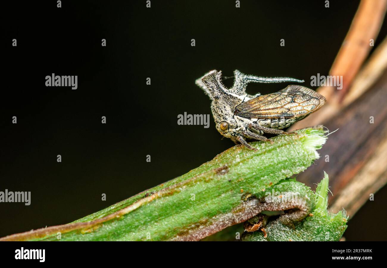 Close up a strange treehopper (horned tree hopper) on tree branch and ...