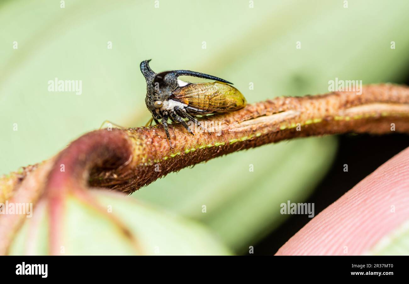 Close up a strange treehopper (horned tree hopper) on tree branch and ...