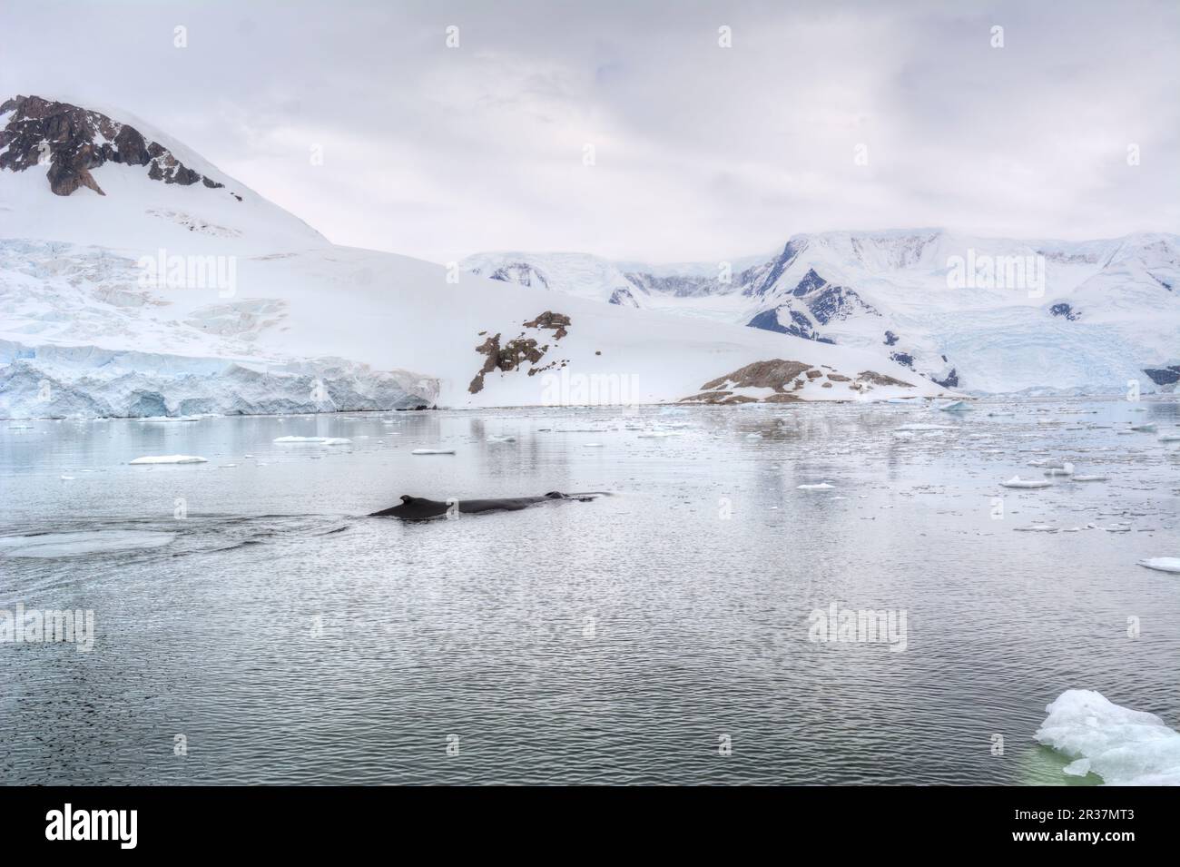 Humpback whales in their natural habitat in Antarctica Stock Photo - Alamy