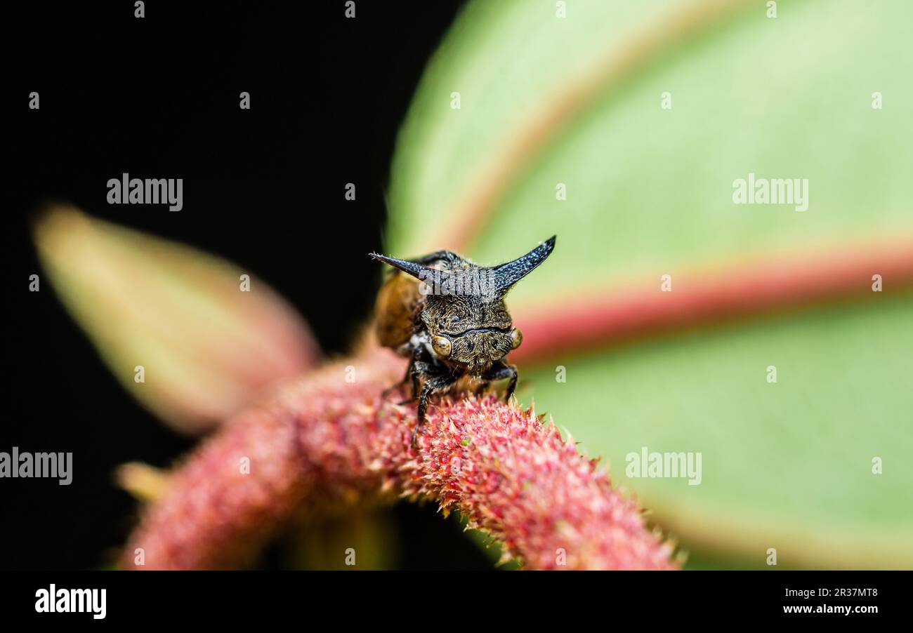 Close up a strange treehopper (horned tree hopper) on tree branch and ...