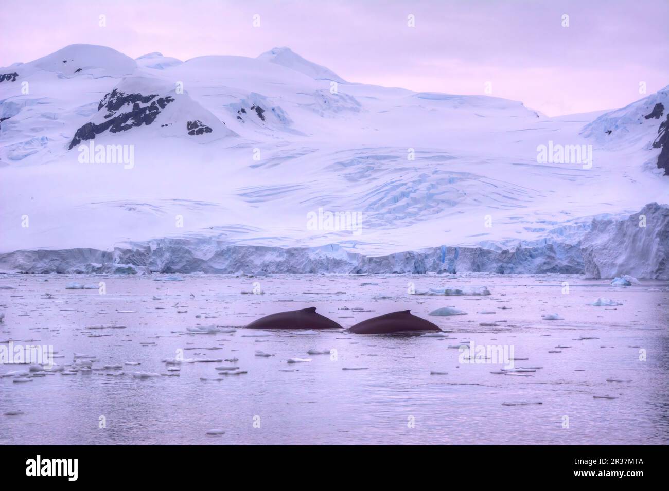 Humpback whale interactions hi-res stock photography and images - Alamy