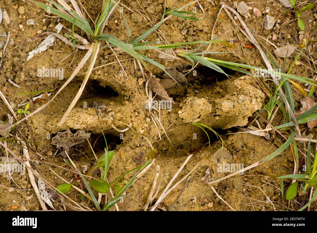 Footprints in mud hi-res stock photography and images - Alamy