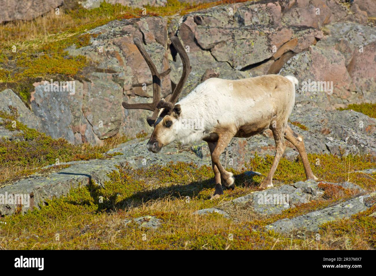 Reindeer (Rangifer tarandus), reindeer, caribou, caribou, deer ...