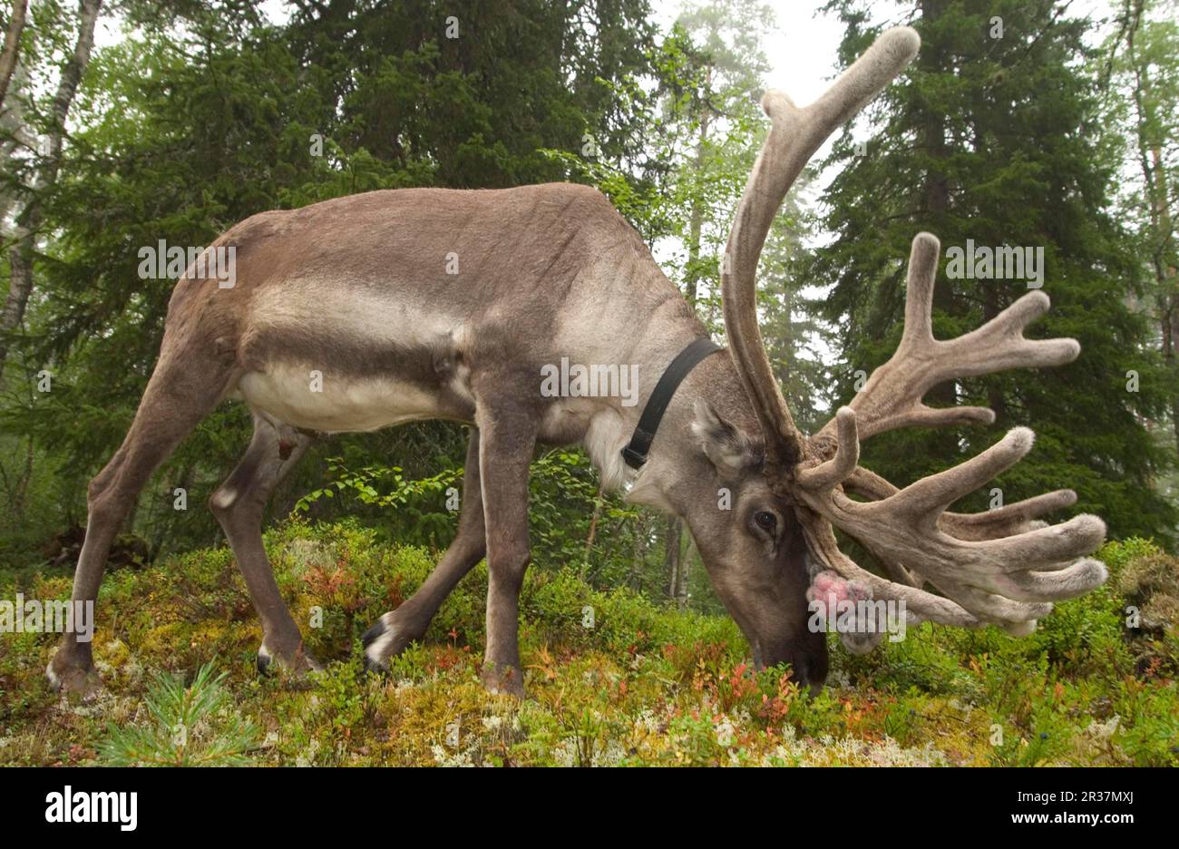 Reindeer, european reindeer (Rangifer tarandus tarandus), Caribou ...