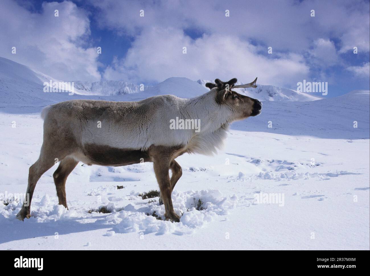 Reindeer (Rangifer tarandus) Bull in snow, Scotland, United Kingdom ...