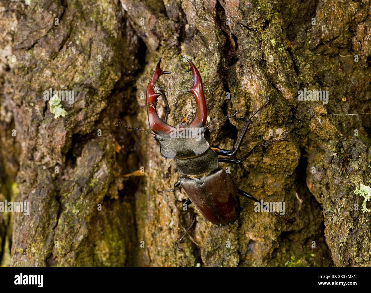 Stag beetle (Lucanus cervus), Other animals, Insects, Beetles, Animals ...
