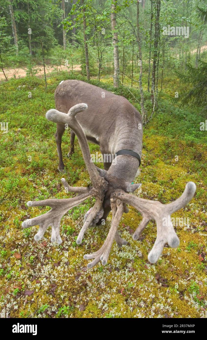 Reindeer, european reindeer (Rangifer tarandus tarandus), Caribou ...