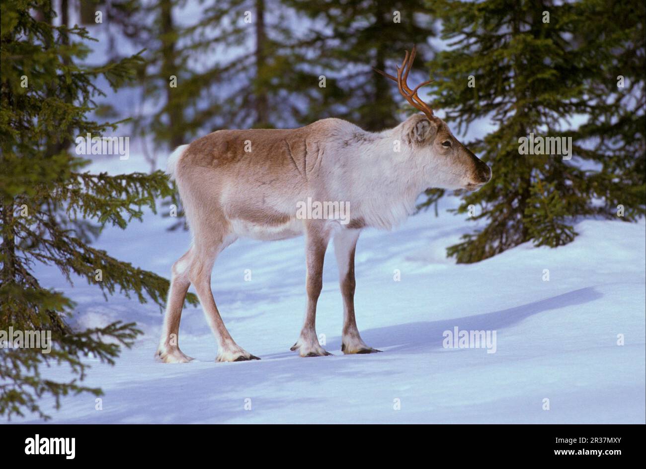Reindeer (Rangifer tarandus), reindeer, caribou, caribou, deer ...