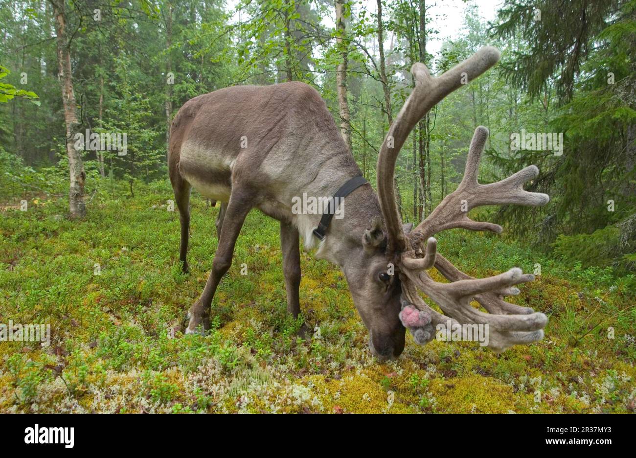 Reindeer, european reindeer (Rangifer tarandus tarandus), Caribou ...