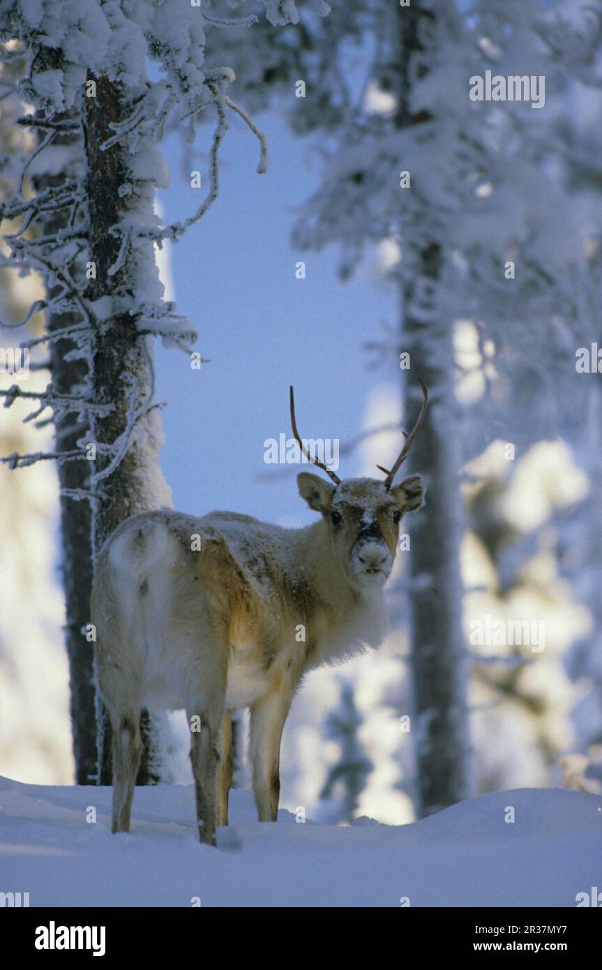 Reindeer, reindeer, caribou, caribou, deer, ungulates, mammals, animals ...