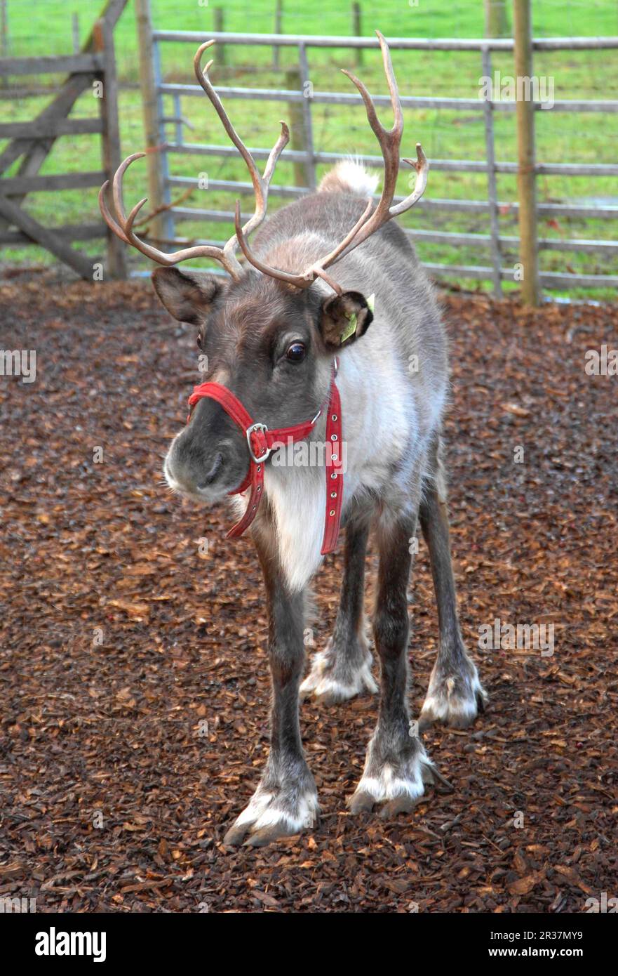 Reindeer (Rangifer tarandus) adult female, standing in pen, England ...