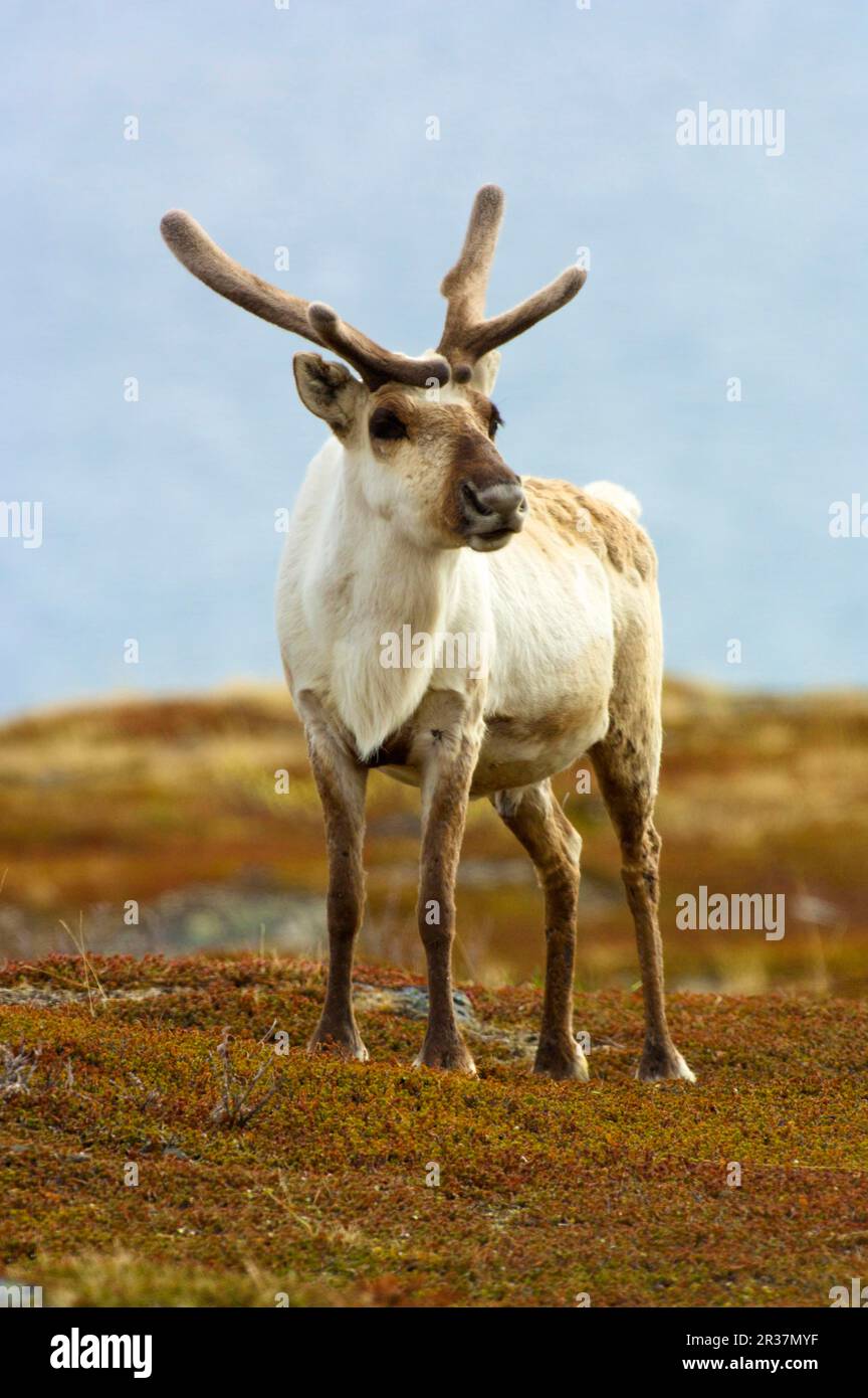 Reindeer (Rangifer tarandus), reindeer, caribou, caribou, deer ...