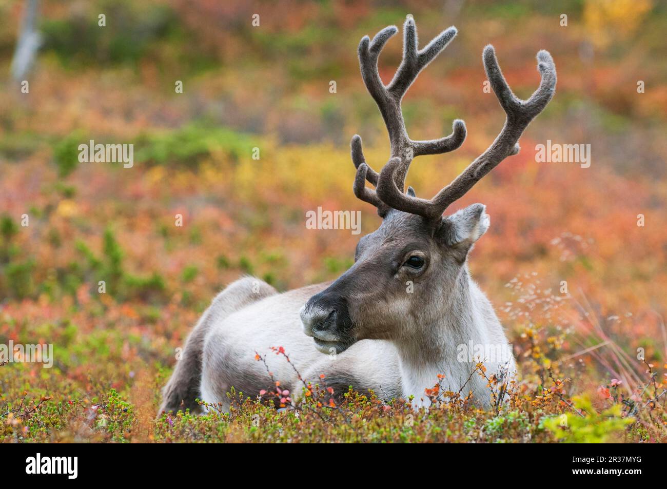 Reindeer (Rangifer tarandus) adult, with velvet antlers, resting on the ...