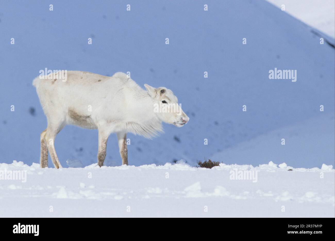 Reindeer (Rangifer tarandus) Cow in snow, Scotland, United Kingdom ...