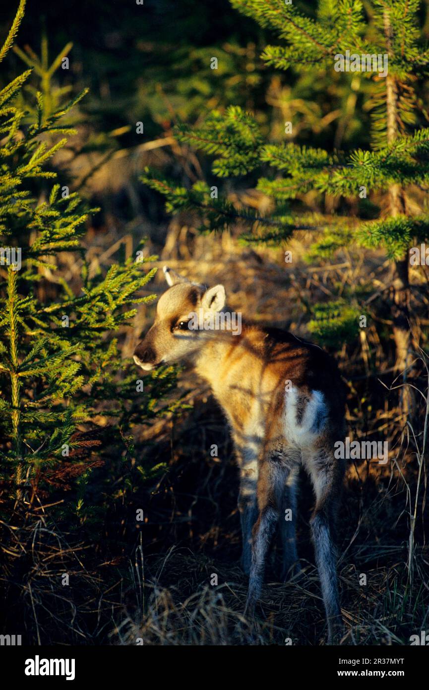 Reindeer (Rangifer tarandus), reindeer, caribou, caribou, deer ...