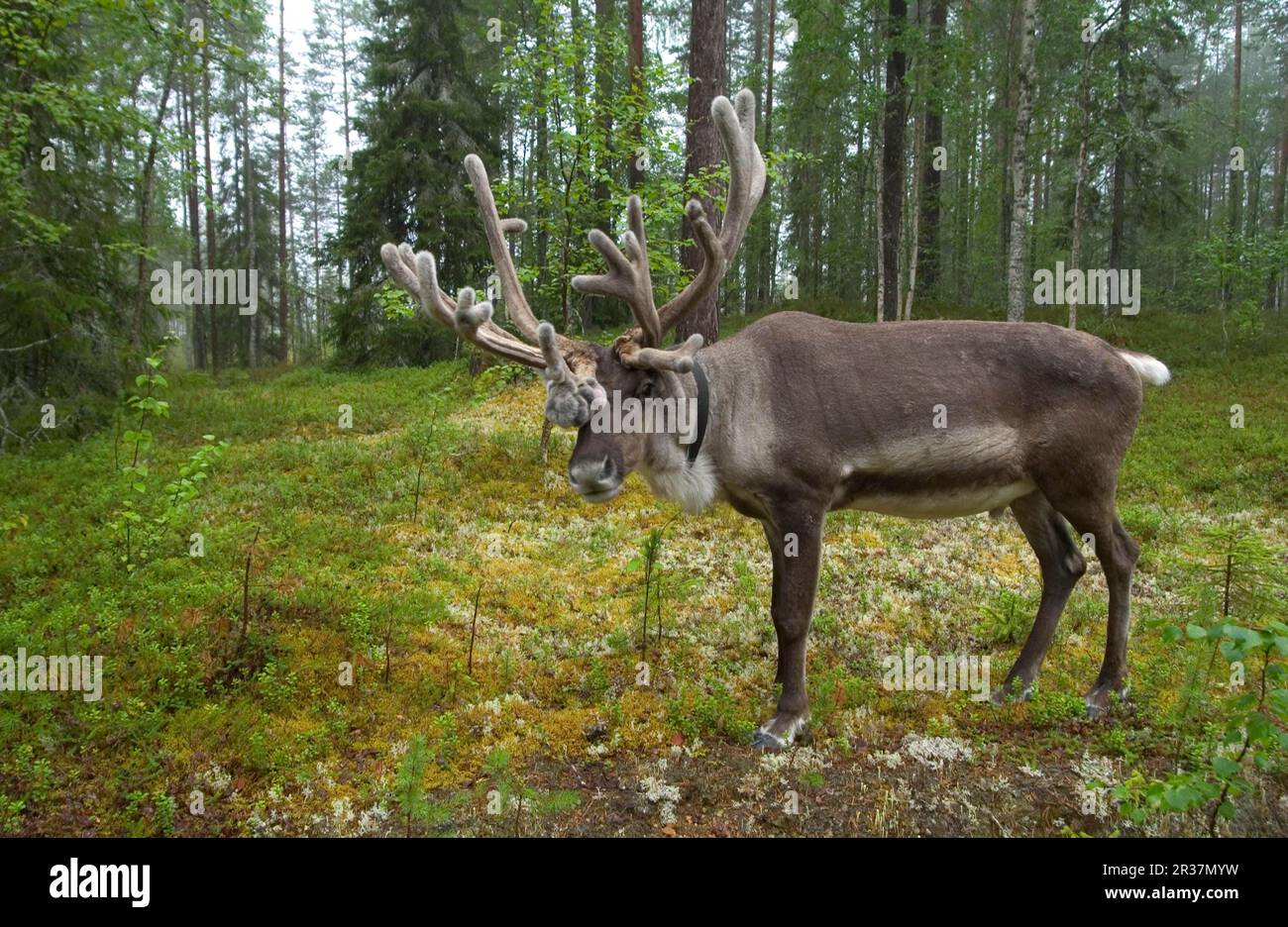 Reindeer, european reindeer (Rangifer tarandus tarandus), Caribou ...