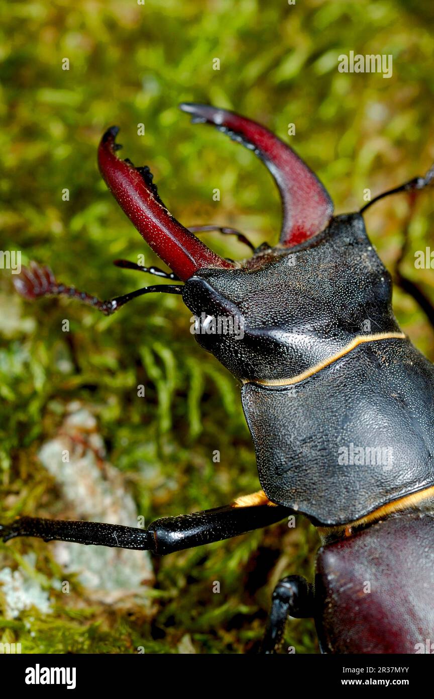 Stag beetle (Lucanus cervus), Other animals, Insects, Beetles, Animals ...