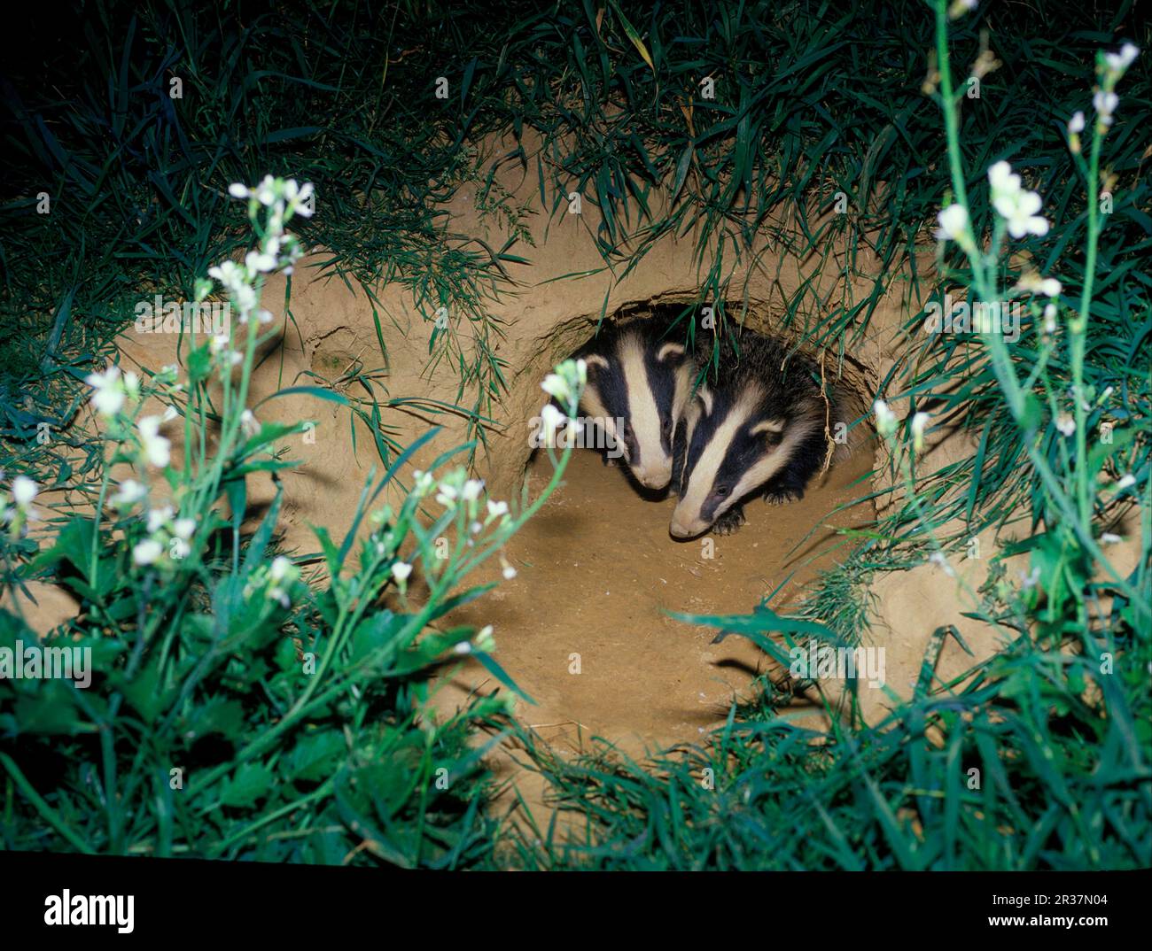 Animals badger hi-res stock photography and images - Alamy