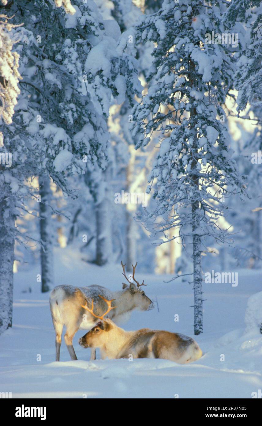 Reindeer (Rangifer tarandus), reindeer, caribou, caribou, deer ...