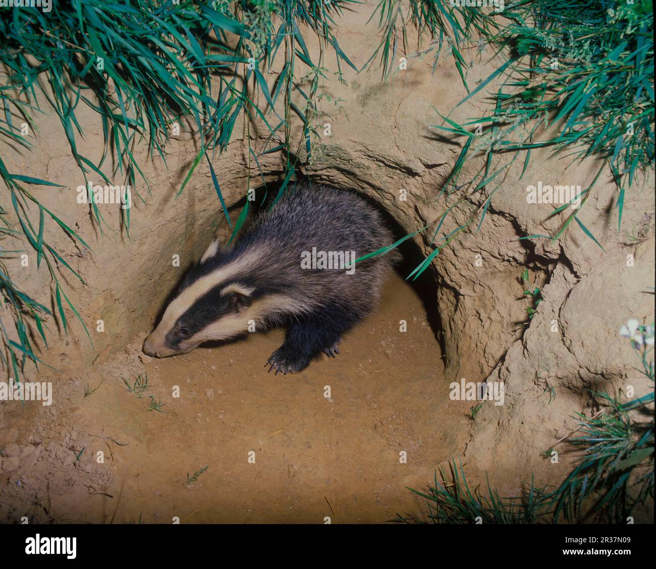 Badger close up hi-res stock photography and images - Alamy