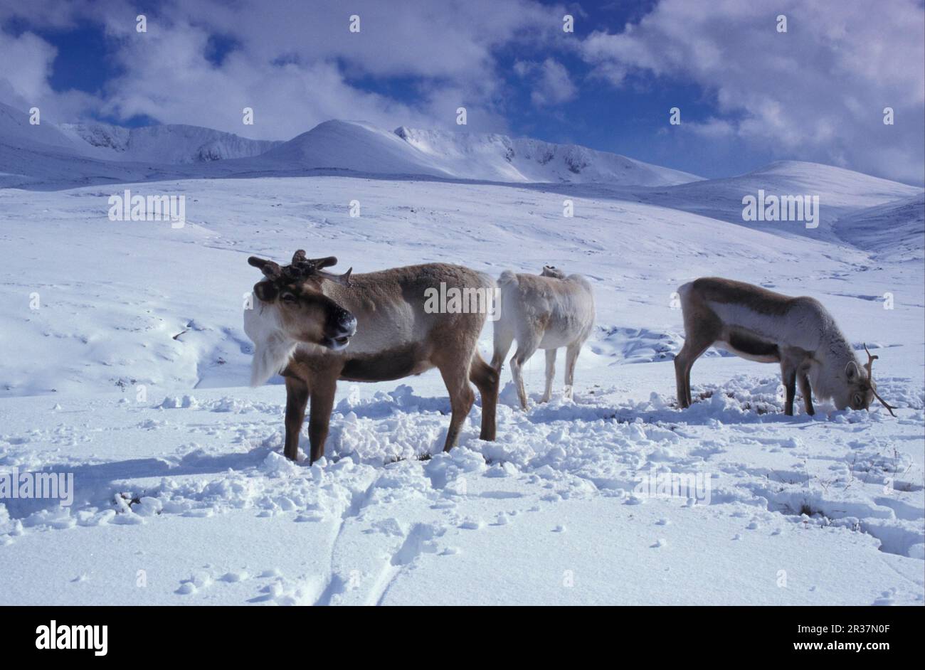 Reindeer (Rangifer tarandus), reindeer, caribou, caribou, deer ...