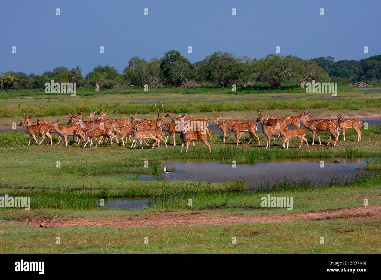 Cervus axis, axi deer, axi deer, chital, deer, ungulates, even-toed ...
