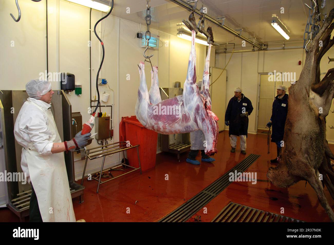 Deer husbandry, slaughter of red deer (Cervus elaphus) carcass in ...