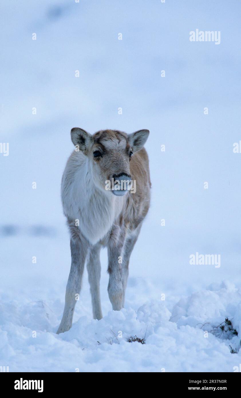Reindeer (Rangifer tarandus) yearling in snow, Scotland, United Kingdom ...