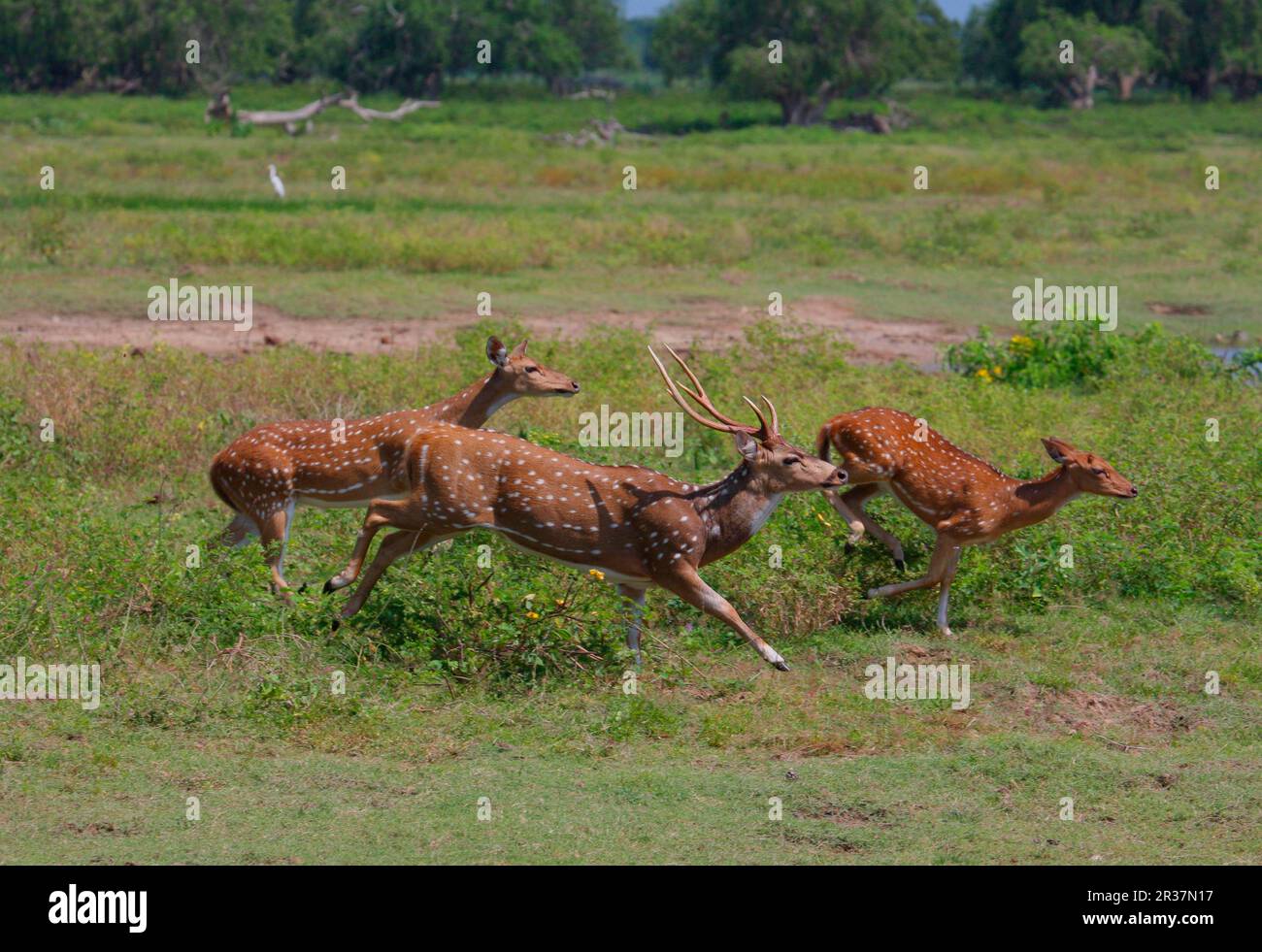 Cervus axis, Axishirsch, Axishirsche, Chital, deer, ungulates ...