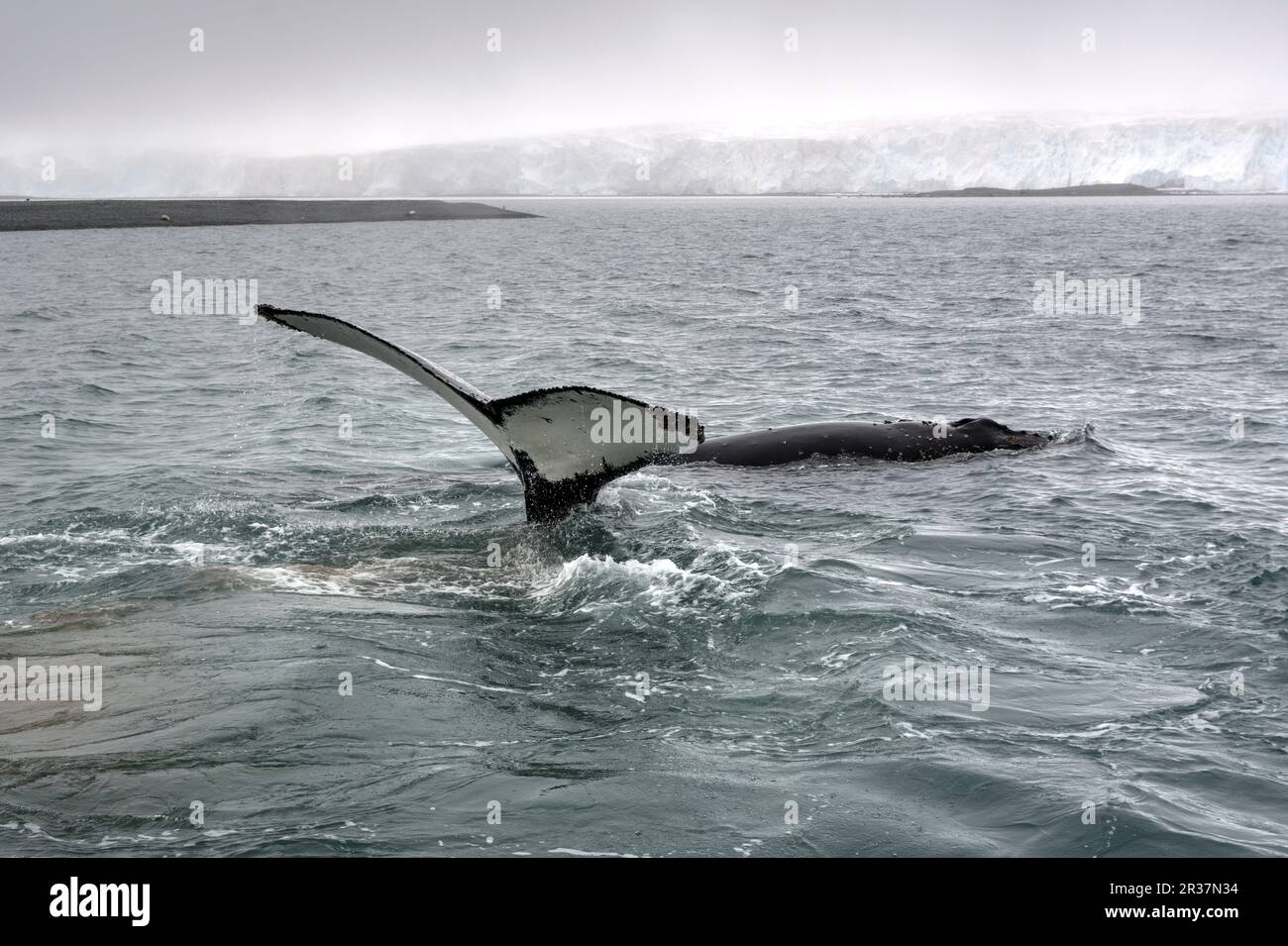Humpback whale interactions hi-res stock photography and images - Alamy