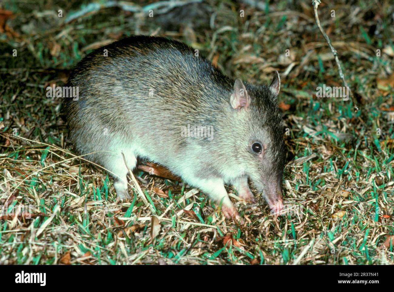Long-nosed bandicoot (Perameles nasuta), Large long-nosed bandicoot ...