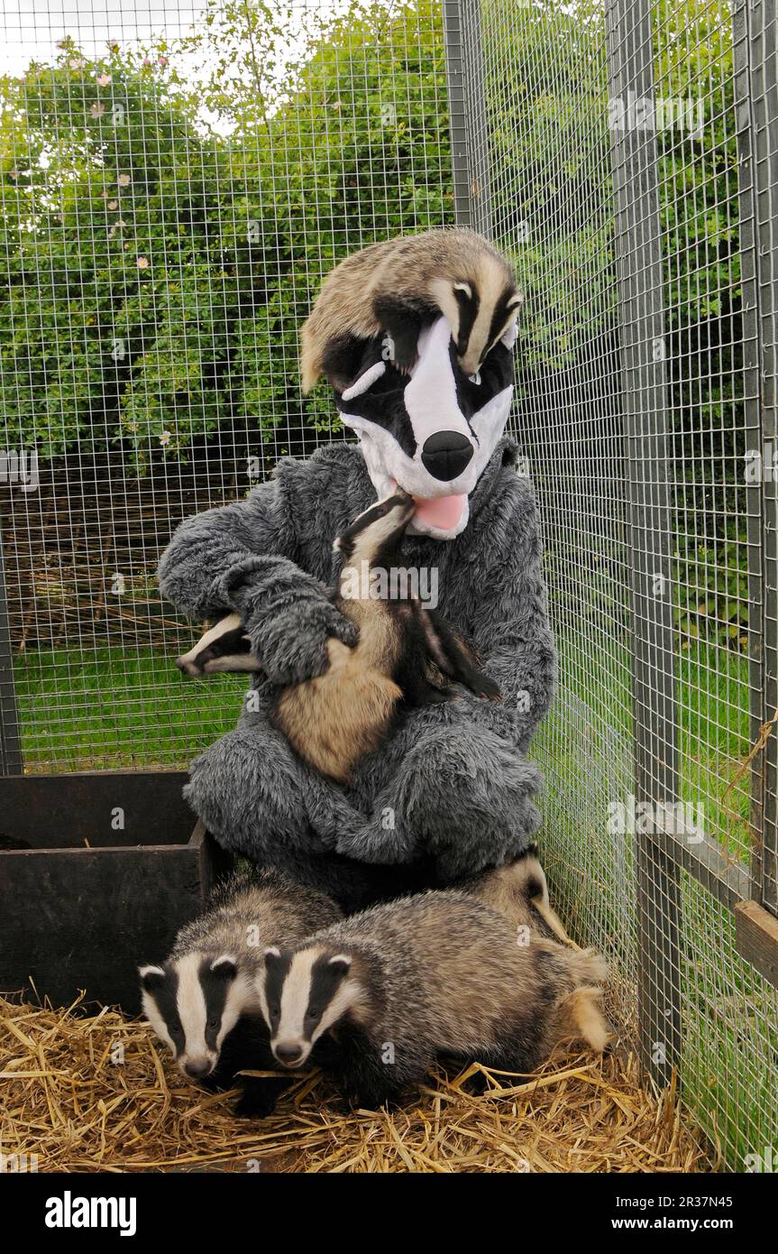 Eurasian Badger (Meles meles) orphaned cubs, almost ready for release ...