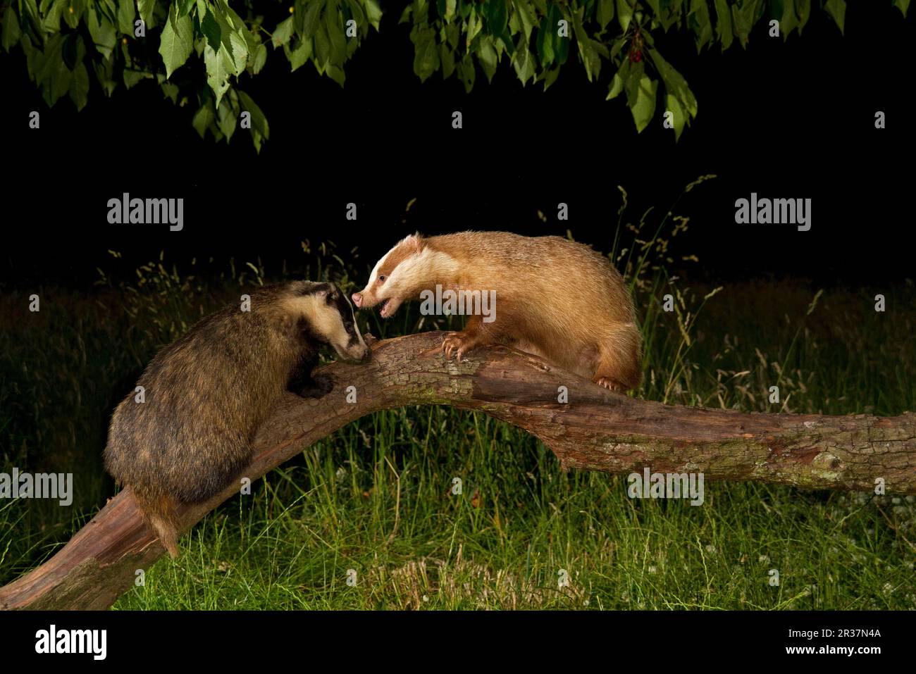 Eurasian Badger (Meles meles) two adults, normal and albino, fighting ...