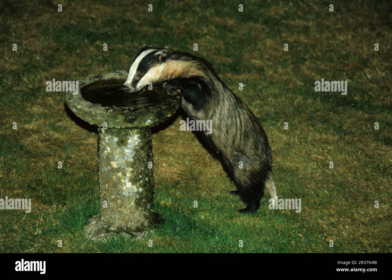 Badger, european badgers (Meles meles), Marten species, Predators ...