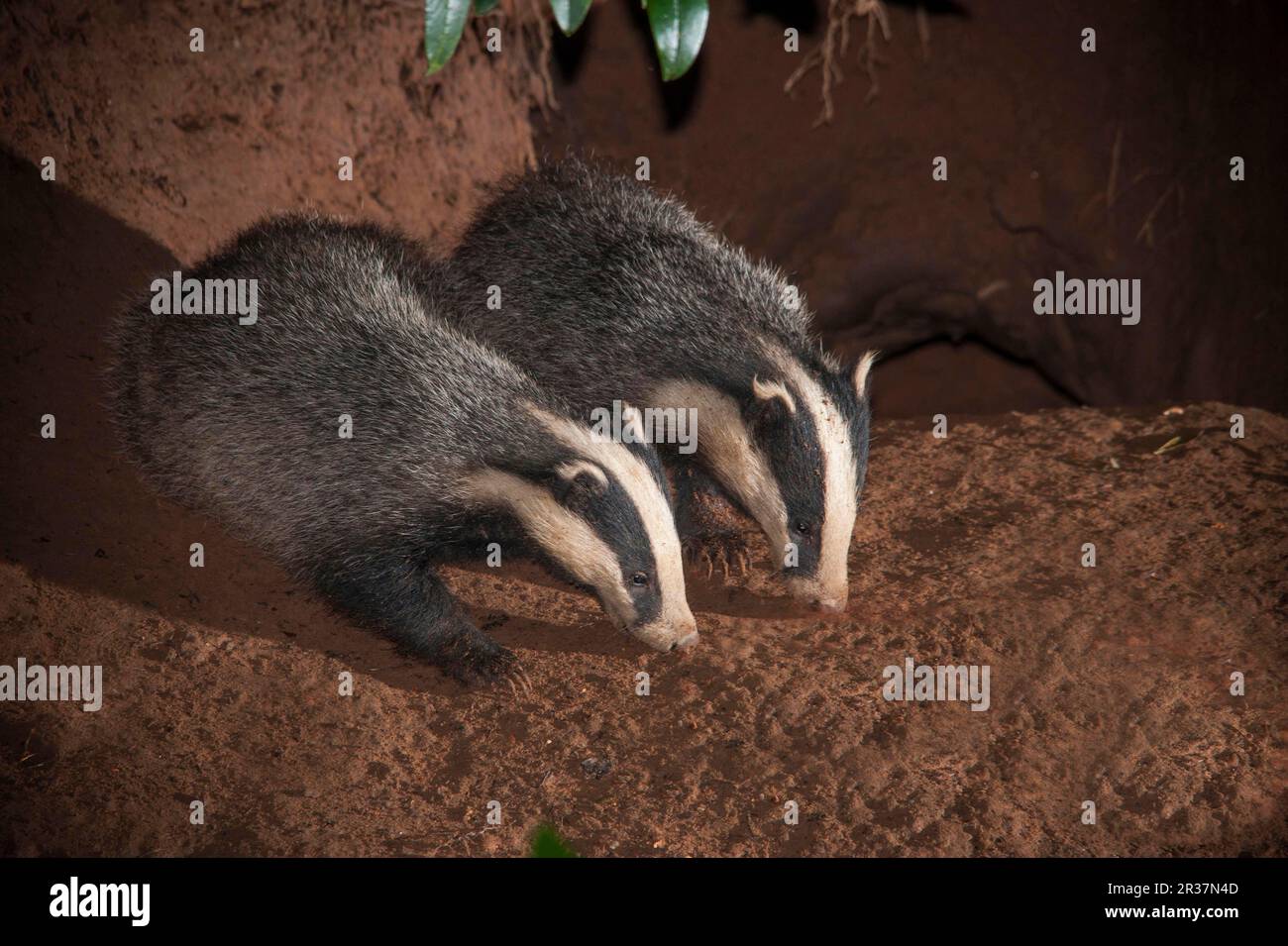 Badger, european badgers (Meles meles), Martens, Predators, Mammals ...