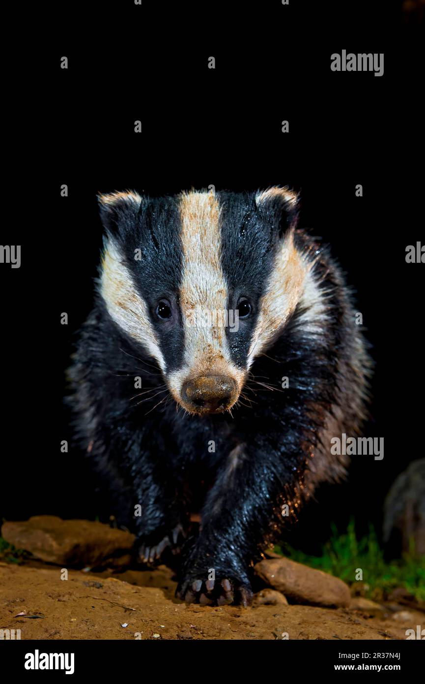 Eurasian Badger (Meles meles) adult, walking at night, England, United ...